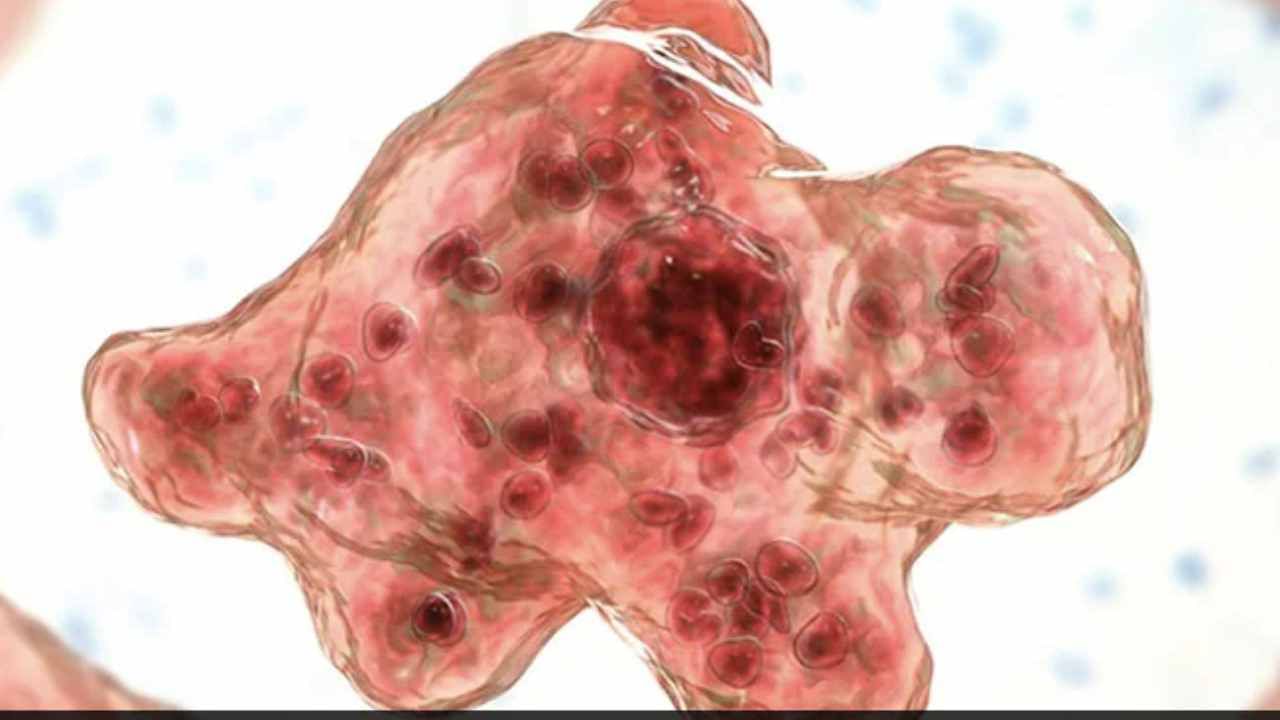 Brain-Eating Amoeba: ‘ব্রেন ইটিং অ্যামিবা’র জেরে প্রথম মৃত্যুর ঘটনা ঘটল দক্ষিণ কোরিয়ায় ...