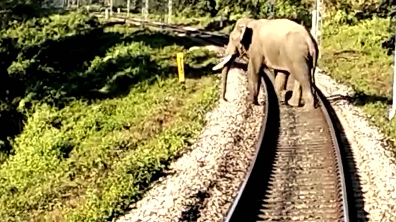 Elephant: চলন্ত ট্রেনের সামনে আচমকা উঠে এল আস্ত হাতি, জরুরি ব্রেক কষে ...