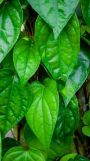 TV9Bangla How To Make Betel Leaf Hair Mask TV9Bangla How To Make Betel Leaf Hair Mask
