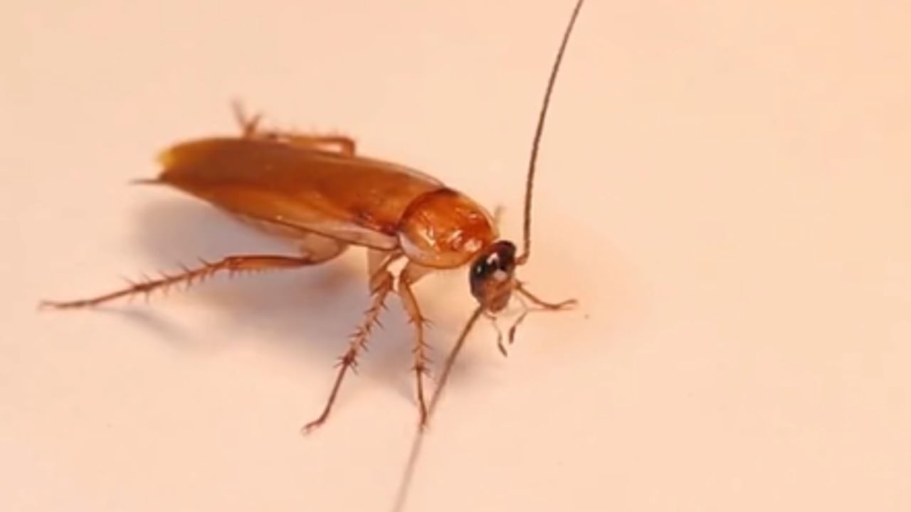 Naming of Cockroach: প্রাক্তনকে সহ্যই করতে পারেন না? এবার তার নামেই ...