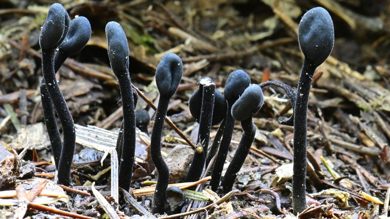 Unique Species Of Fungus: দেখতে কালো জিভের মতো, বিজ্ঞানীদের কালঘাম ...