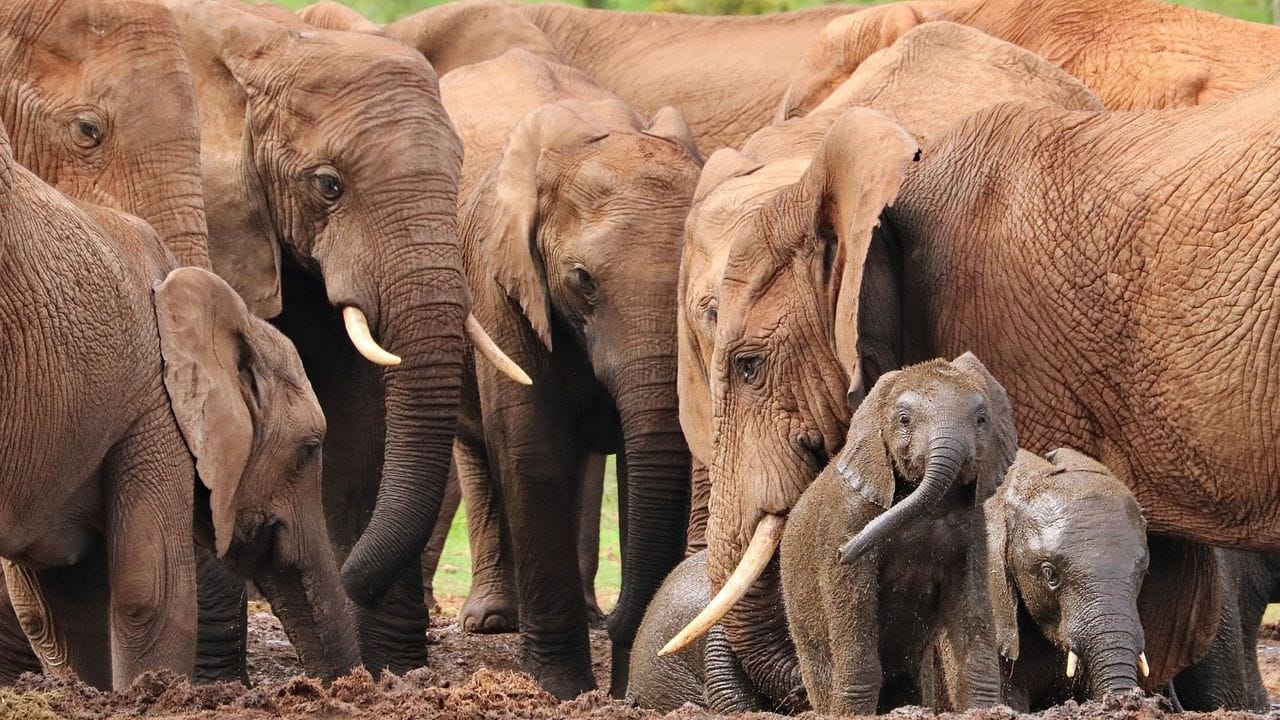 Elephant Attack: এক হুলেই খেল খতম! বুনো হাতি তাড়াতে নিজের 'সেনা ...