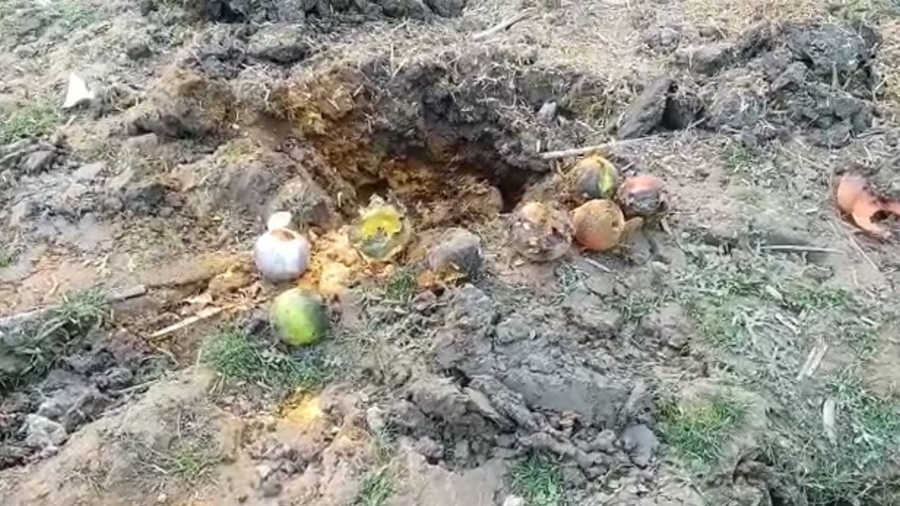 Malda Bomb Recover: একটি-দু'টি নয়, ১২টি তাজা বোমা উদ্ধার হল গোয়ালঘর ...