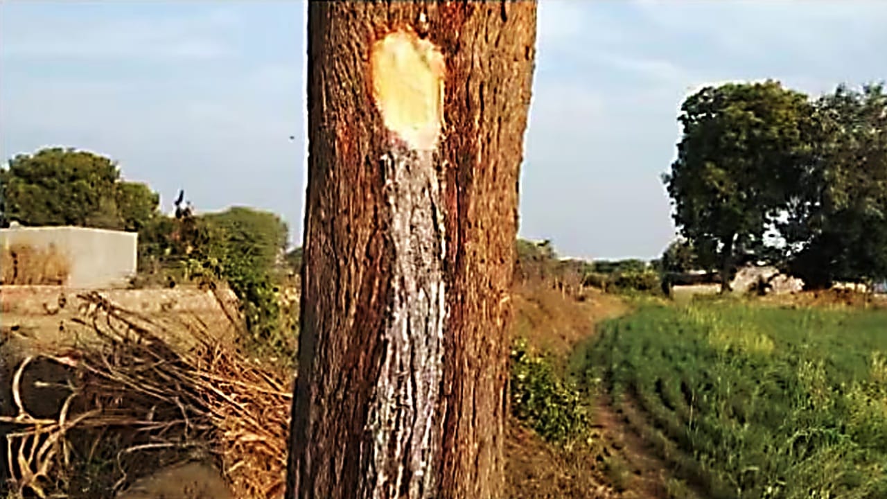 Rajasthan: দুধ দিচ্ছে নিম গাছ! মহিলারা বলছেন সেরে যাচ্ছে অনেক রোগ ...