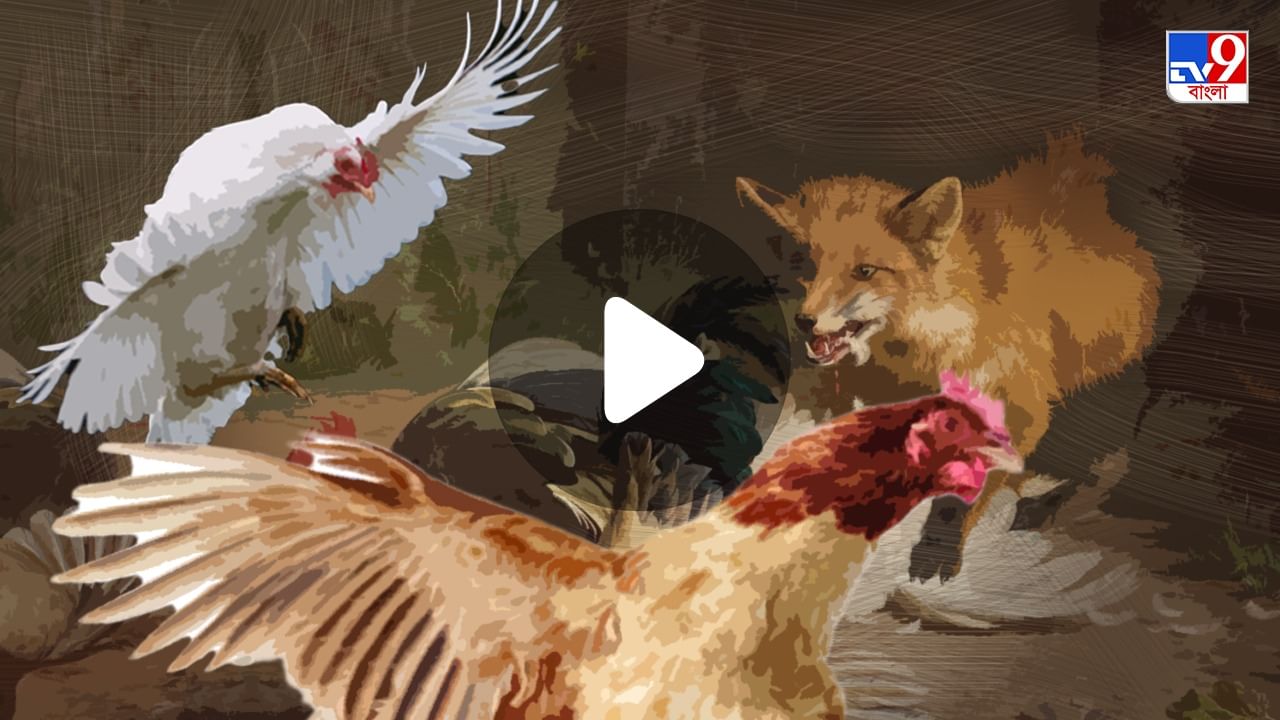 Deganga Bomb Recovery: মুরগি নিয়ে পালাচ্ছিল শেয়াল, ধাওয়া করতেই এ কী খুঁজে পেল পোলট্রি ফার্মের ...