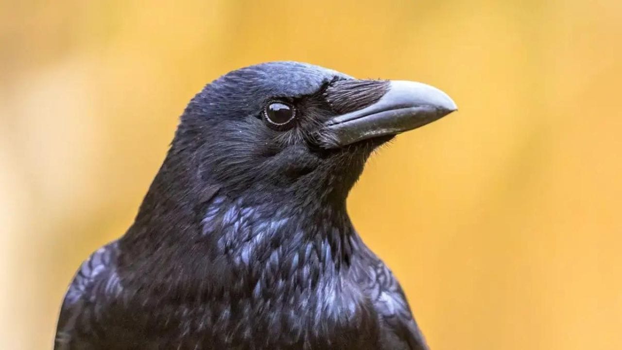 Garuda Purana: জীবনে ভুলেও এই কাজ করবেন না! গরুড় পুরাণ মতে, পরজন্মে ...