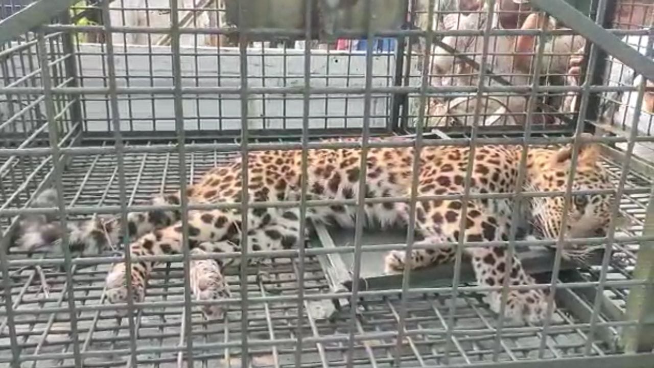 Leopard: চোরাশিকারিদের ফাঁদে পূর্ণবয়স্ক চিতাবাঘ, বনকর্মীদের তৎপরতায় ...