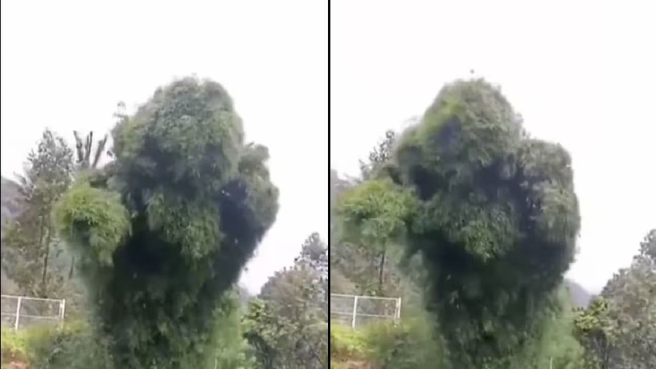 Viral Video: অবিকল মানুষের মতোই নাচছে এই গাছ! বিশ্বাস না হলে এখনই দেখুন ...