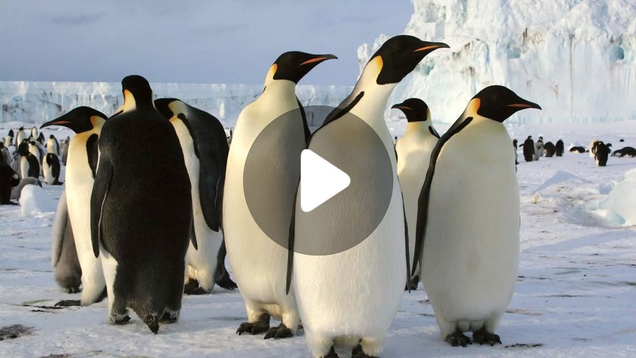 Antarctica Penguin News: অ্যান্টার্কটিকায় দ্রুত কমছে এম্পেরর ...