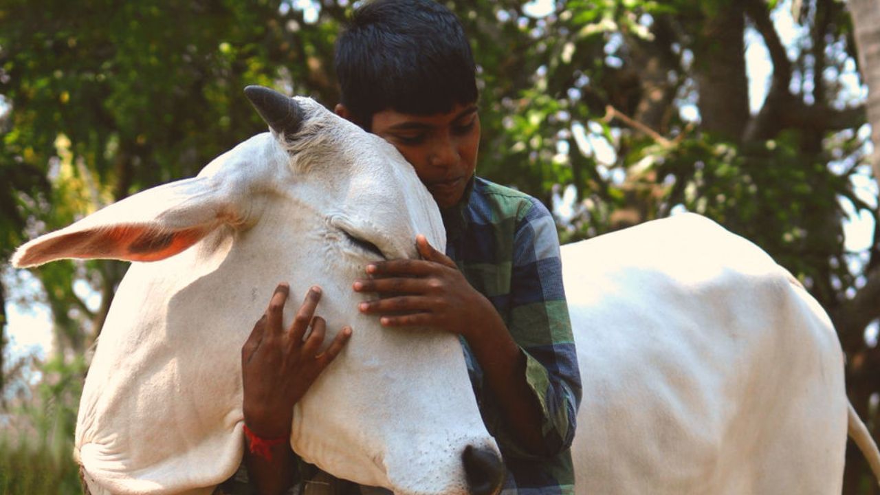 Cow Hugging Day: ভ্যালেন্টাইন্স ডে অতীত, ১৪ ফেব্রুয়ারি জড়িয়ে ধরুন ...