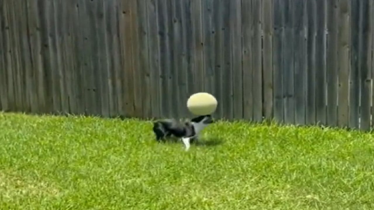 Viral Video: এই কুকুরের ফুটবল স্কিলে মজেছে নেটিজেনরা, বল ব্যালেন্সিংয়ে ...