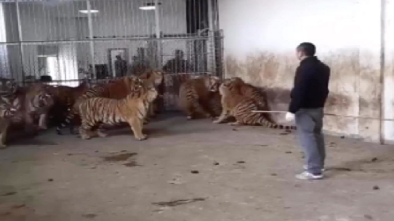 Viral Video: খাঁচার বাইরে গর্জন এক পাল বাঘের, ছড়ি হাতে দাঁড়ালেন ...