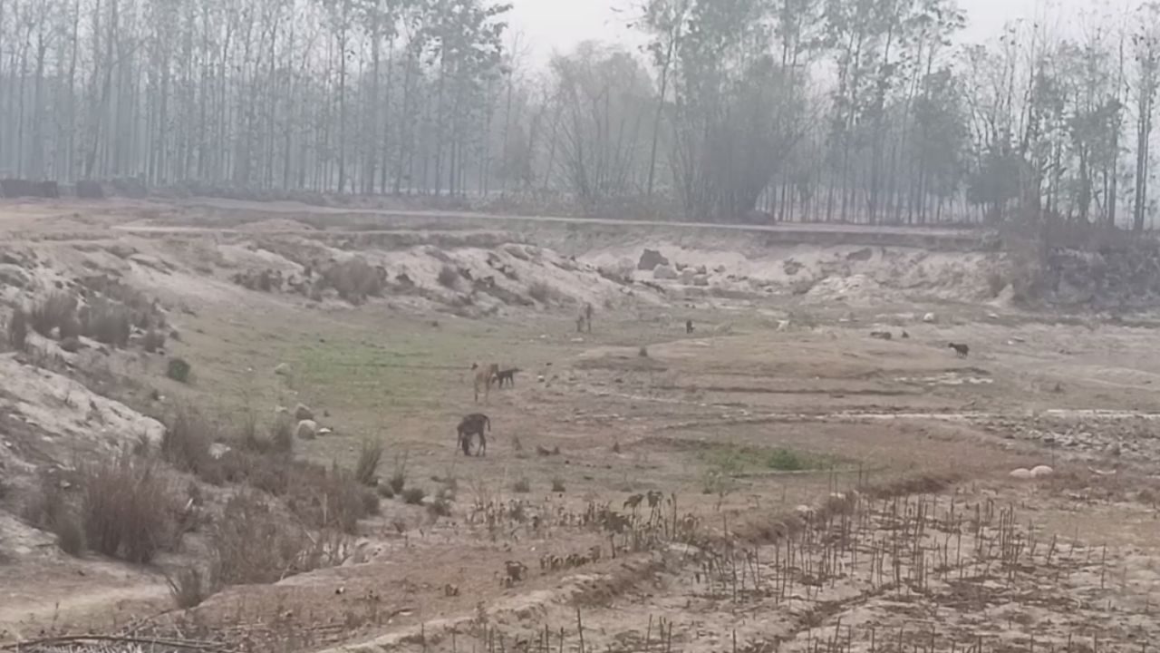 Balurghat: অবৈধভাবে মাটি কাটায় ভাঙনের মুখে বিঘার পর বিঘা জমি ...