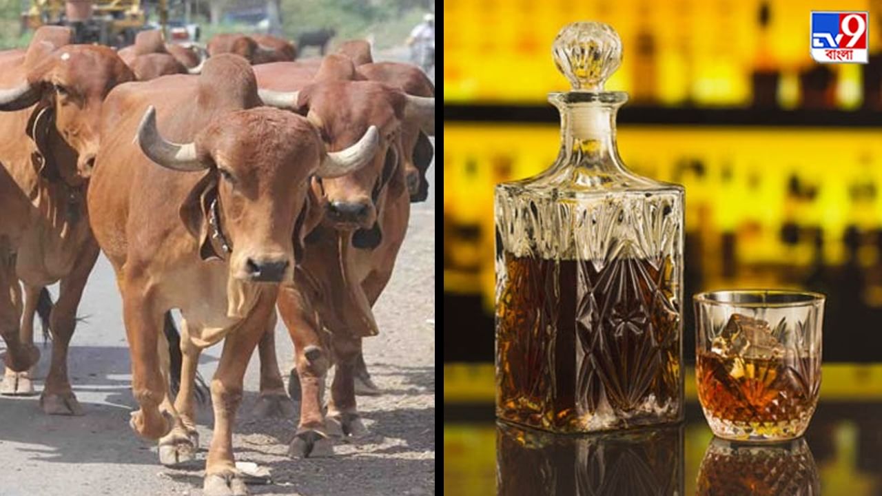 Cow Cess: এক বোতল মদ কিনলেই 'গোমাতা'র নামে দিতে হবে ১০ টাকা কর ...