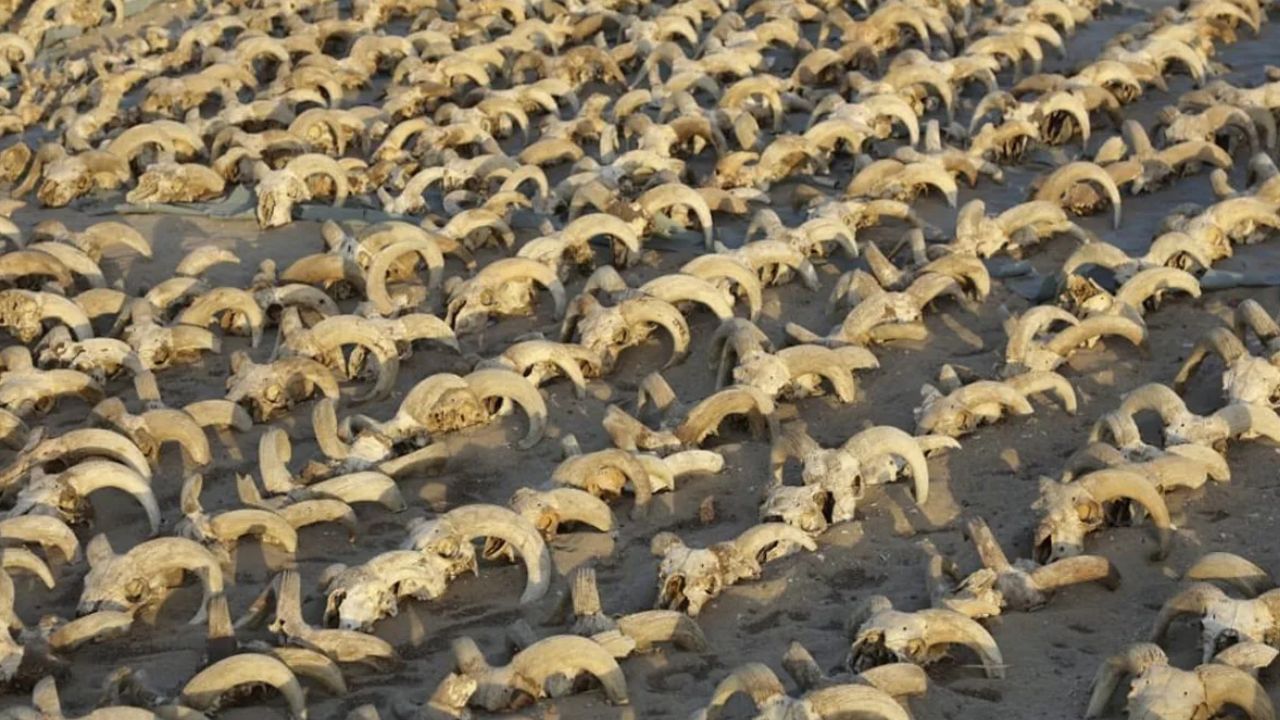 Mummies: মন্দিরের ভিতর মিলল ২ হাজারের বেশি ভেড়ার মমি - Bengali News ...