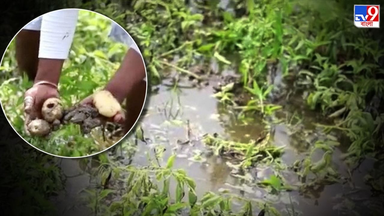 Potato: চৈত্রের অকাল বর্ষণে বিঘার পর বিঘা জলের তলায়, মাথায় হাত ...