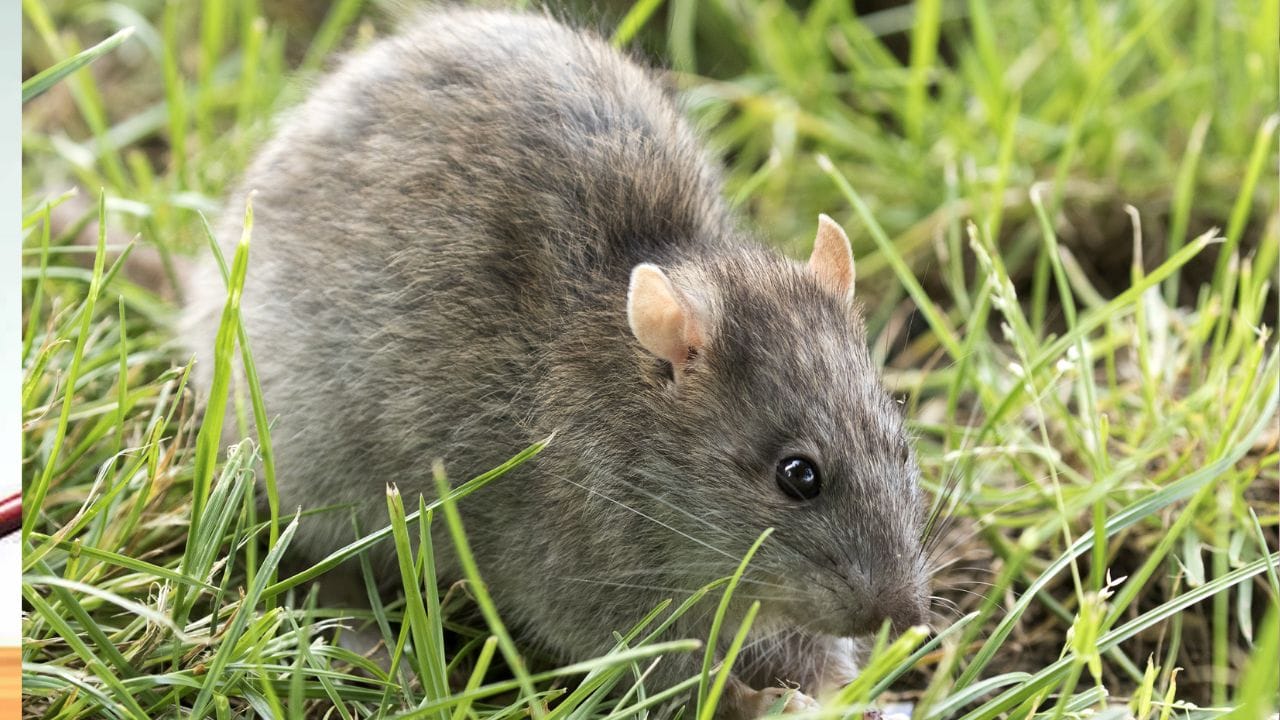 Covid Virus: ইঁদুরও বহন করতে পারে কোভিড ভাইরাস, নয়া গবেষণায় ...