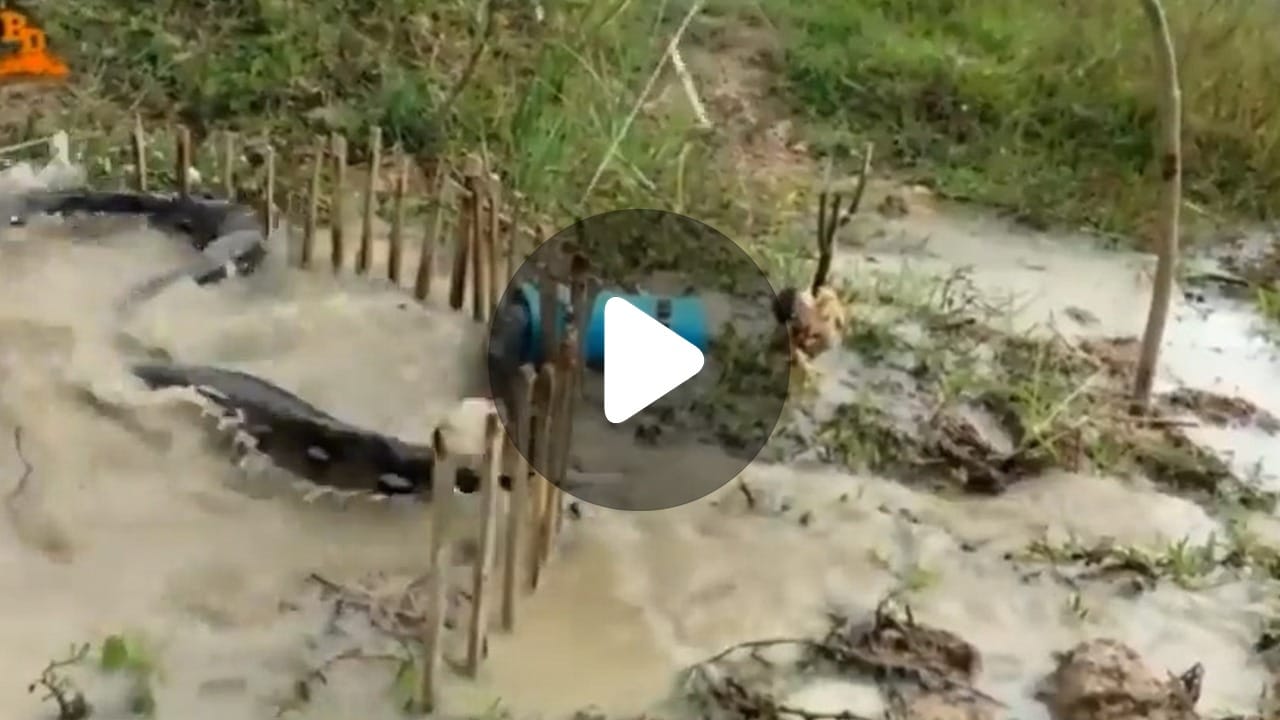 Python Viral Video: সামান্য মুরগির লোভ দেখিয়ে পাকড়াও বড় অজগর - Bengali News | Python snake ...