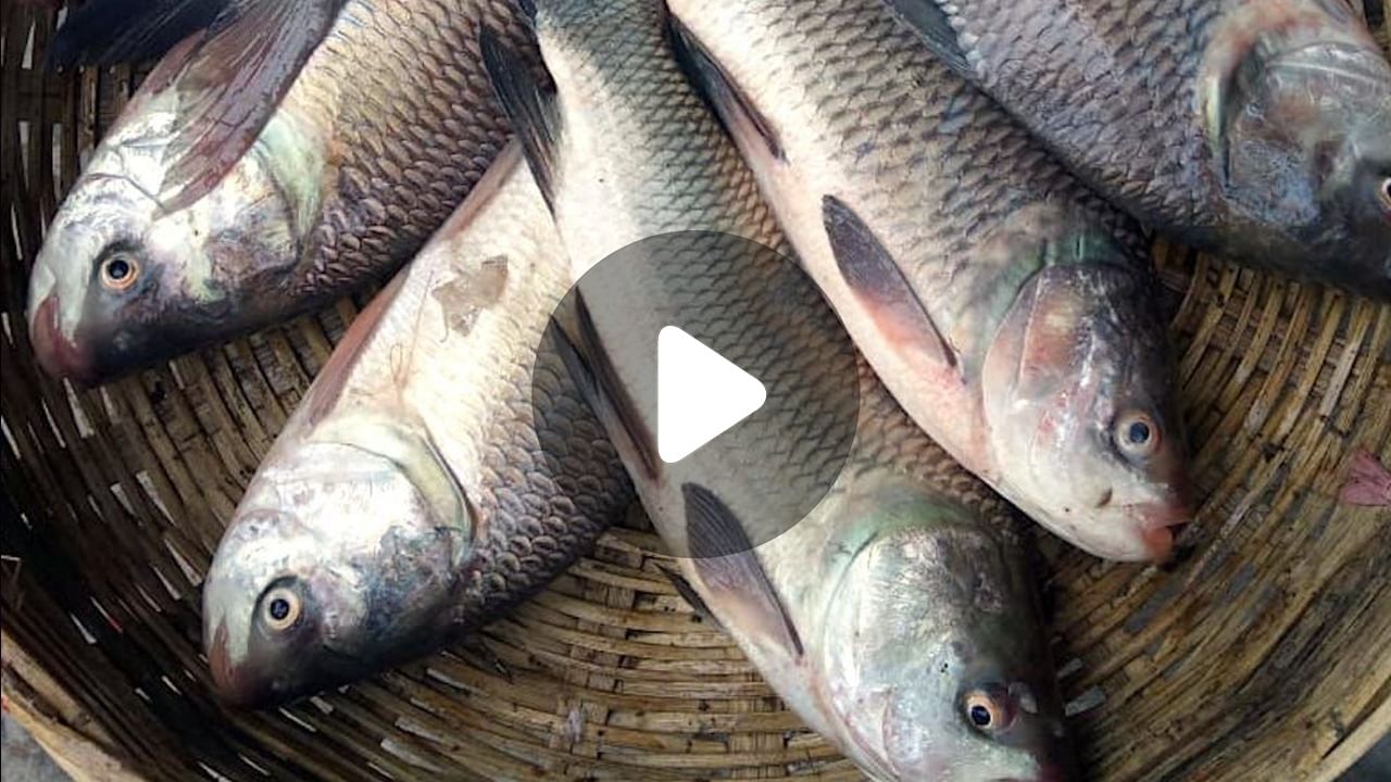 Properties of Good Fish: কথায় বলে মাছে ভাতে বাঙালি, বাজারে ভাল মাছ ...