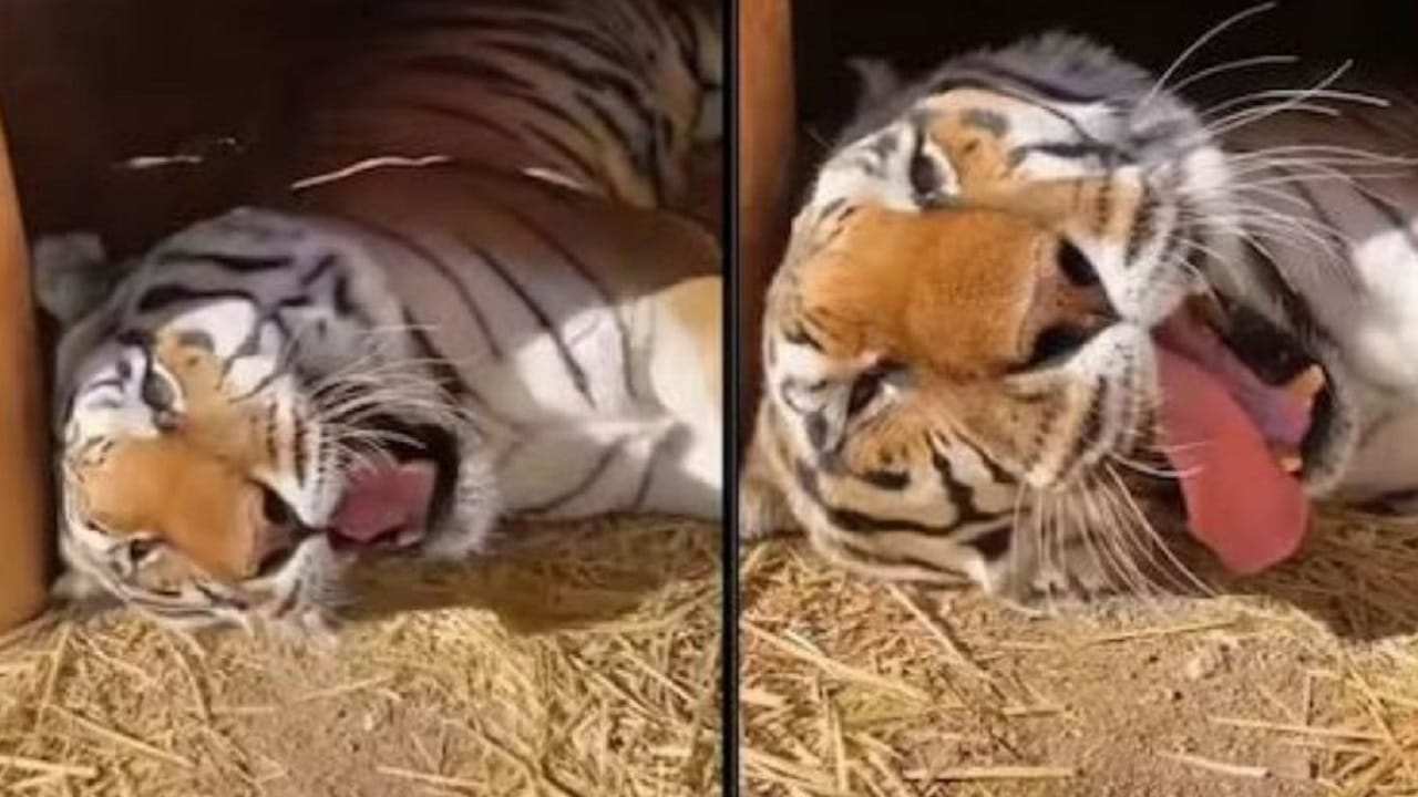 Viral Video: খাওয়া আর ঘুমে ভারী হয়েছে চেহারা, আলসে বাঘের কাণ্ড দেখে ...