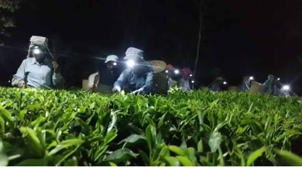 Moonlight Tea: দোল পূর্ণিমার রাতে তোলা হয় এই বিশেষ চা পাতা, চা বাগান ...