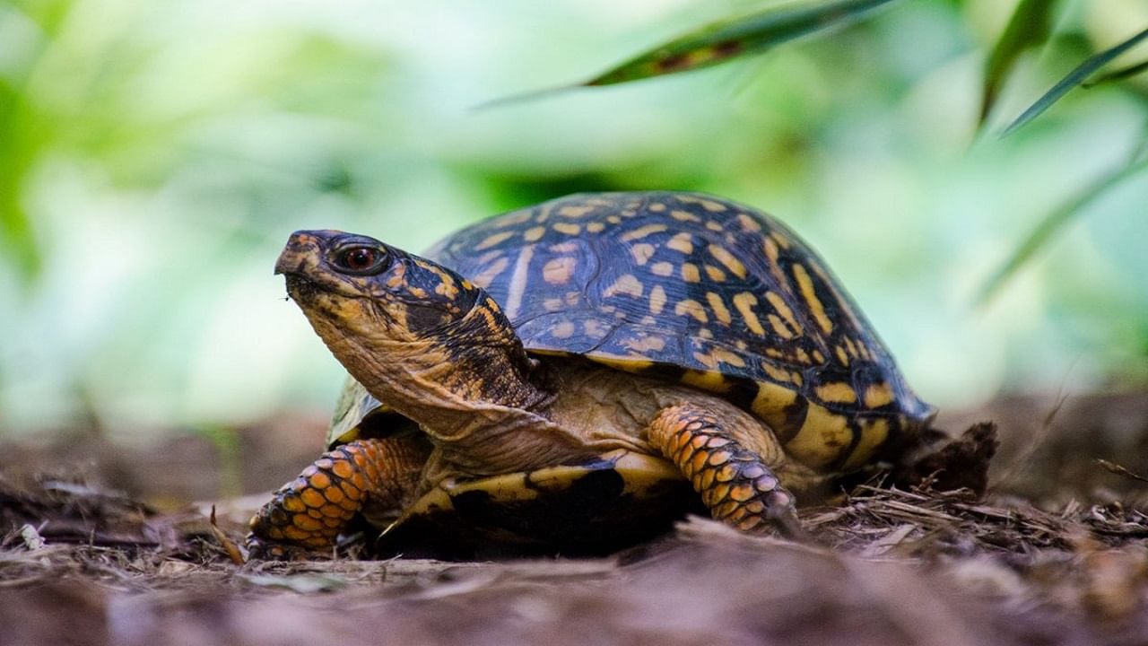Turtle's Long Lifespan: শুধু গল্পের খরগোশ নয়, আয়ুর লড়াইয়ে সকলকে ...