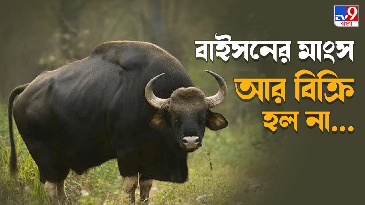 Bison Poaching: বাইসন শিকার করে মাংস বিক্রির চেষ্টা, তার আগেই ...