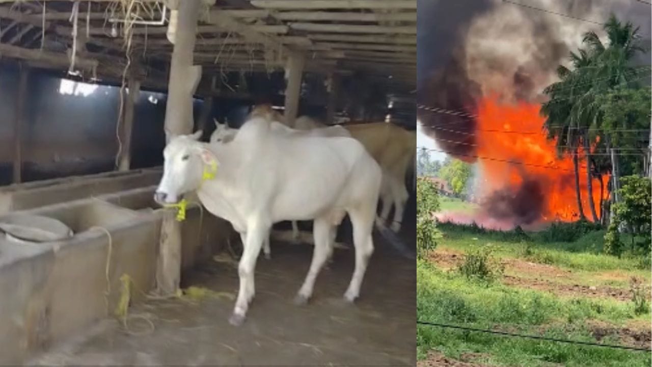 Dankuni Fire Broke out: লাইসেন্স ছাড়াই চলছিল খাটাল, মালিকের অসাবধানতায় পুড়ে গেল ৪০টি গরু ...