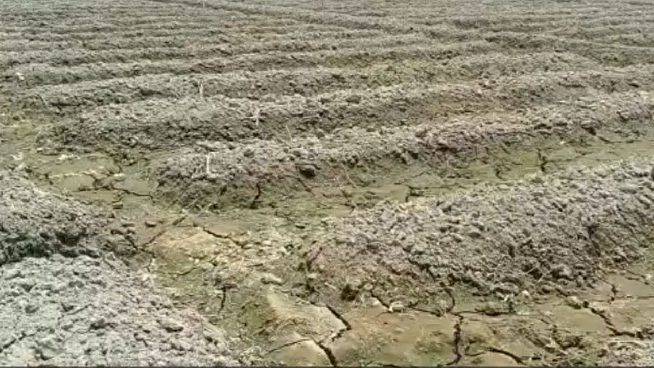 Bhangar: গরমে তেতে উঠছে চাষের ক্ষেত, মাঠেই নষ্ট হচ্ছে ফলন, সবজির দাম ...