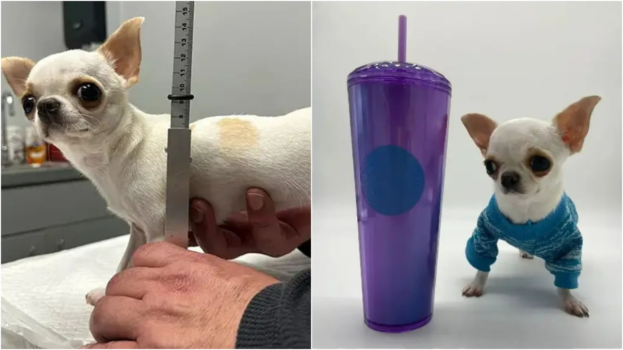 Guinness world records: টিভির রিমোটের থেকেও ছোট কুকুর! রেকর্ড গড়ল ...