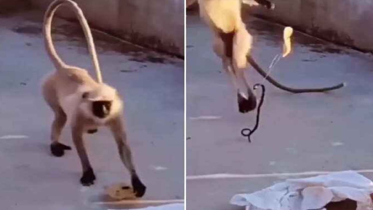 Viral Video: রুটিতে সাপ বেঁধে খেতে দেওয়া হল বাঁদরকে, ভিডিয়ো দেখে ...