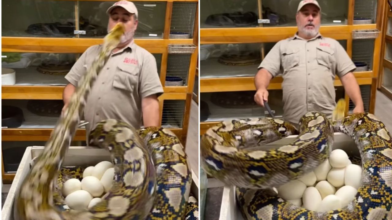 Viral Video: হাত বাড়িয়ে দুটো ডিম নিতে গিয়েছিলেন, হাঁ মুখ করে বিরাট ...