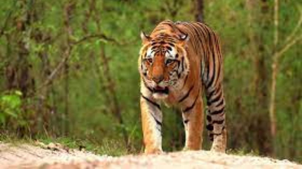 Royal Bengal Tiger: সুন্দরবনে সেঞ্চুরি করল রয়্যাল বেঙ্গল টাইগার ...