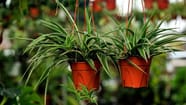 Spider Plant For Home 