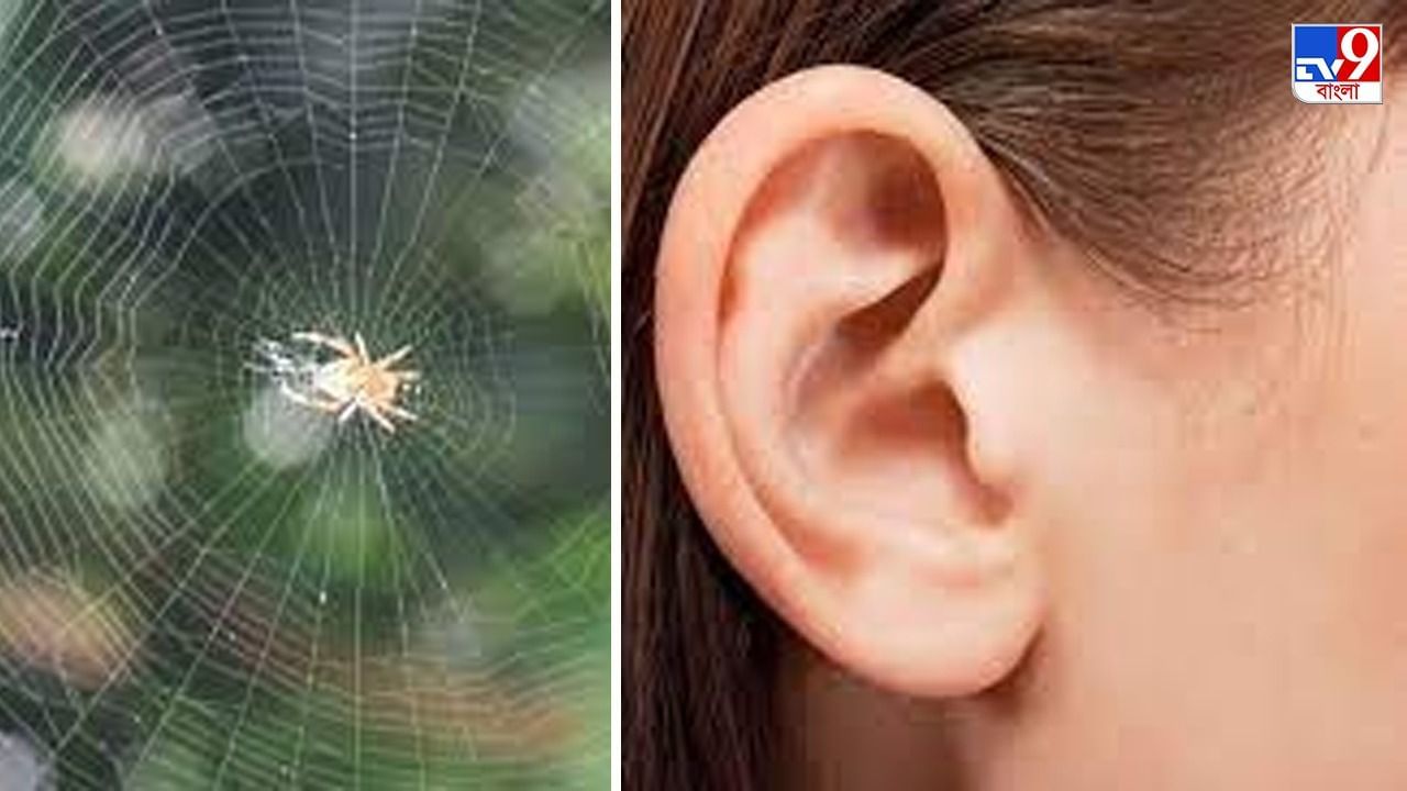 Spider: কানের ভিতর জাল বুনেছে মাকড়সা, তারপর... - Bengali News | Spider ...