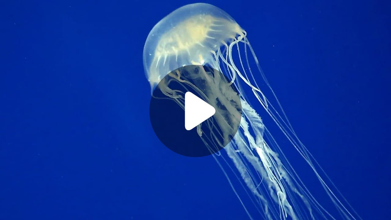 HongKong Jelly Fish: হংকংয়ের একটি পুকুর থেকে বেরিয়ে এসেছে ২৪ চোখের ...