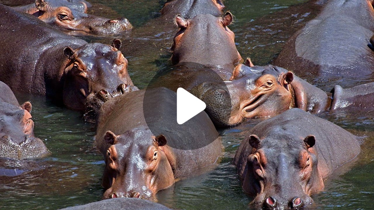 Hippo brought to India: ৬০টি জলহস্তি আসছে ভারতে - Bengali News | Hippos ...