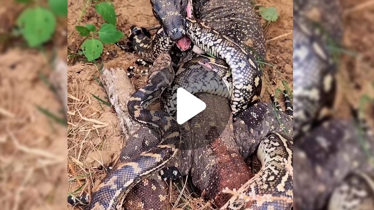 Python Viral Video: ভয়ঙ্কর লড়াইয়ে অজগর এবং কমোডো ড্রাগন! - Bengali News | Watch viral video ...