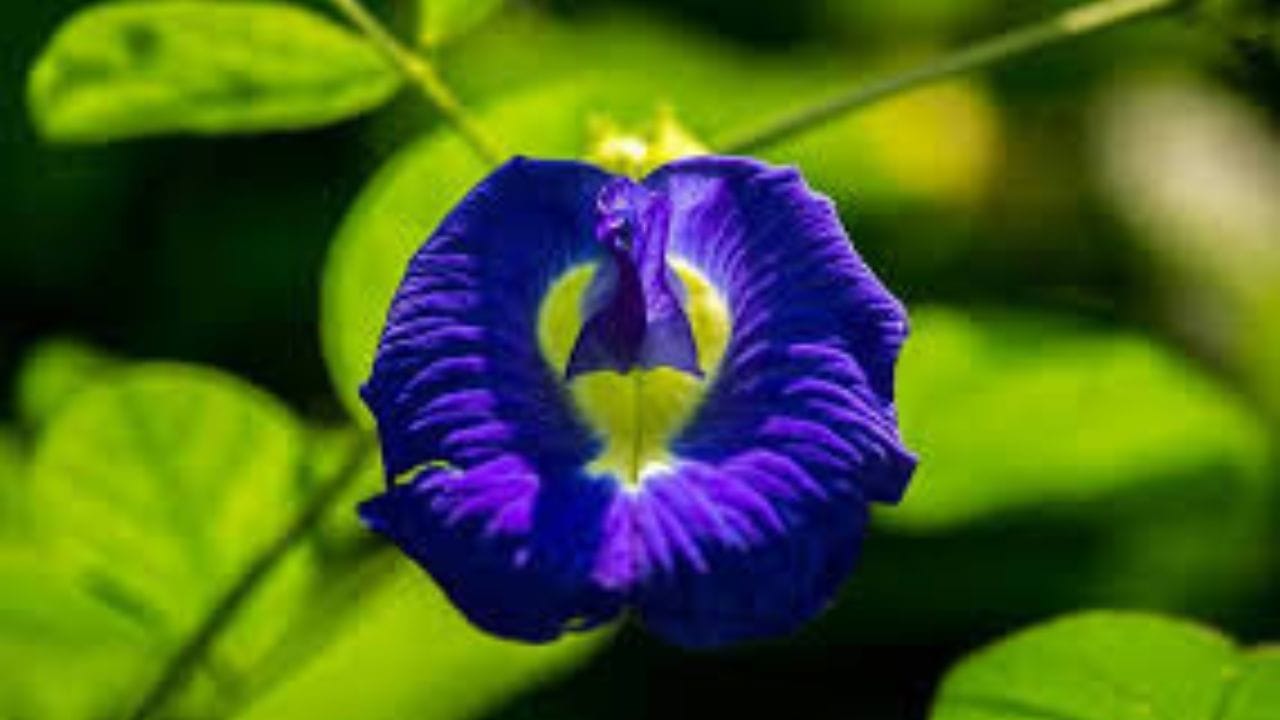 Aparajita Flower: তন্ত্রমতে সবচেয়ে শুদ্ধ ফুল বাড়িতে থাকলেই হবে ...