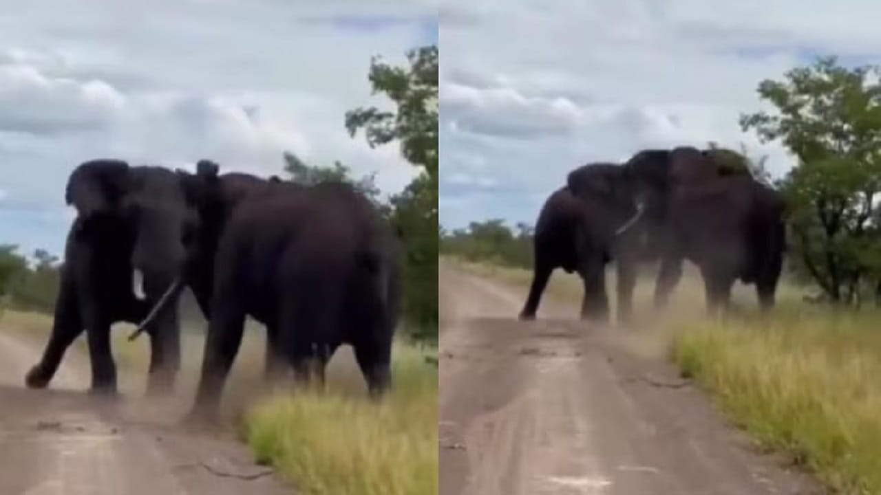 Video video: যেন সিনেমার হিরো আর ভিলেন, ভাইরাল দুই দাঁতাল হাতির 'কুস্তি ...