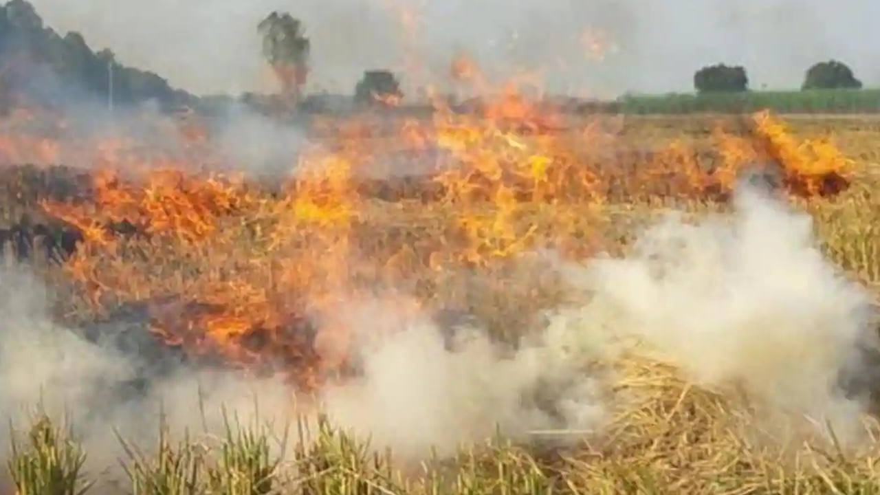 Fire in Field: ২৫ বিঘা জমির গম পুড়ে ছাই, মাথায় হাত কৃষকদের - Bengali ...
