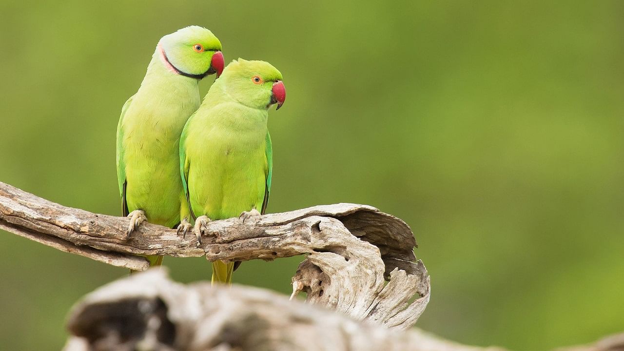 Parrots Talks Without Lips: মানুষ পারে না, ঠোঁট ছাড়াই কথা বলতে পারে টিয়া পাখি, কারণ ব্যাখ্যা ...