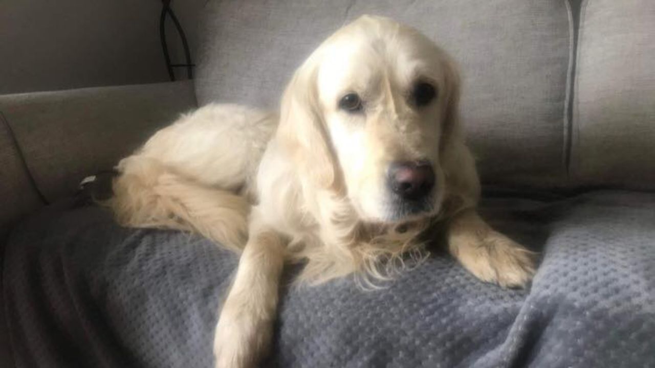 Dog's Journey: একেই বলে ভালবাসার টান! ৬৪ কিমি পথ পেরিয়ে পুরনো প্রভুর ...