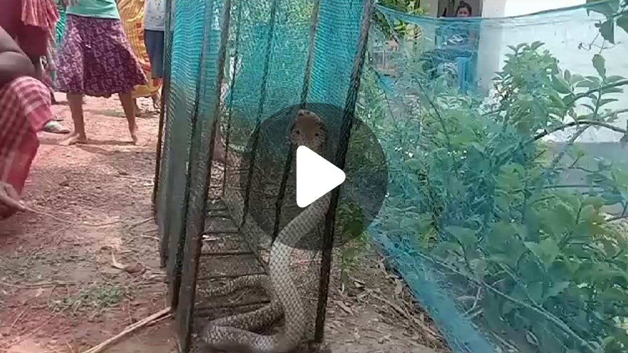Sundarban News: সুন্দরবনে মাছ ধরার জালে ধরা পড়ল বিশালাকার গোখরো ...