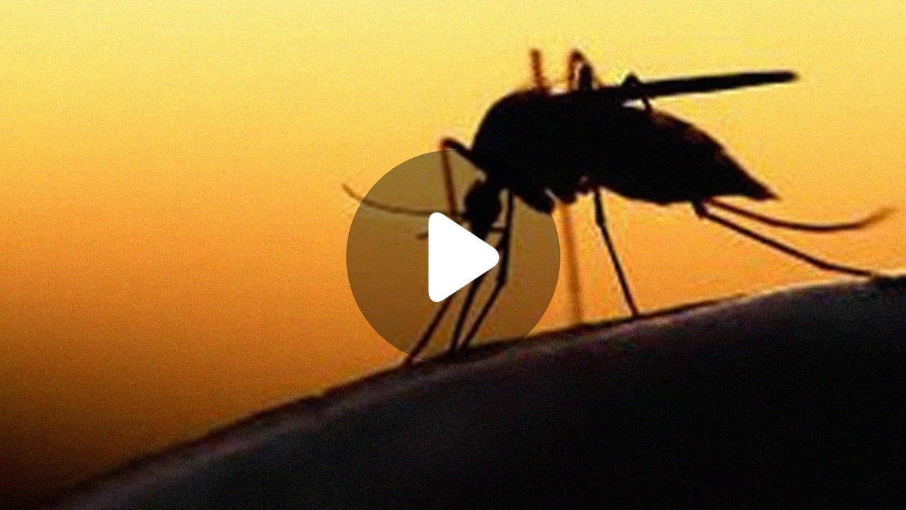 Mosquito Bite: শরীরের এই গন্ধে বেশি মশা কামড়ায় - Bengali News | Why ...