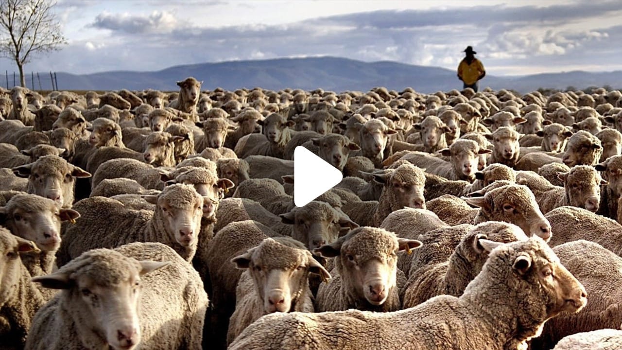 Newzeland News: নিউজিল্যান্ডে মানুষের থেকে বেশি ভেড়ার সংখ্যা ...
