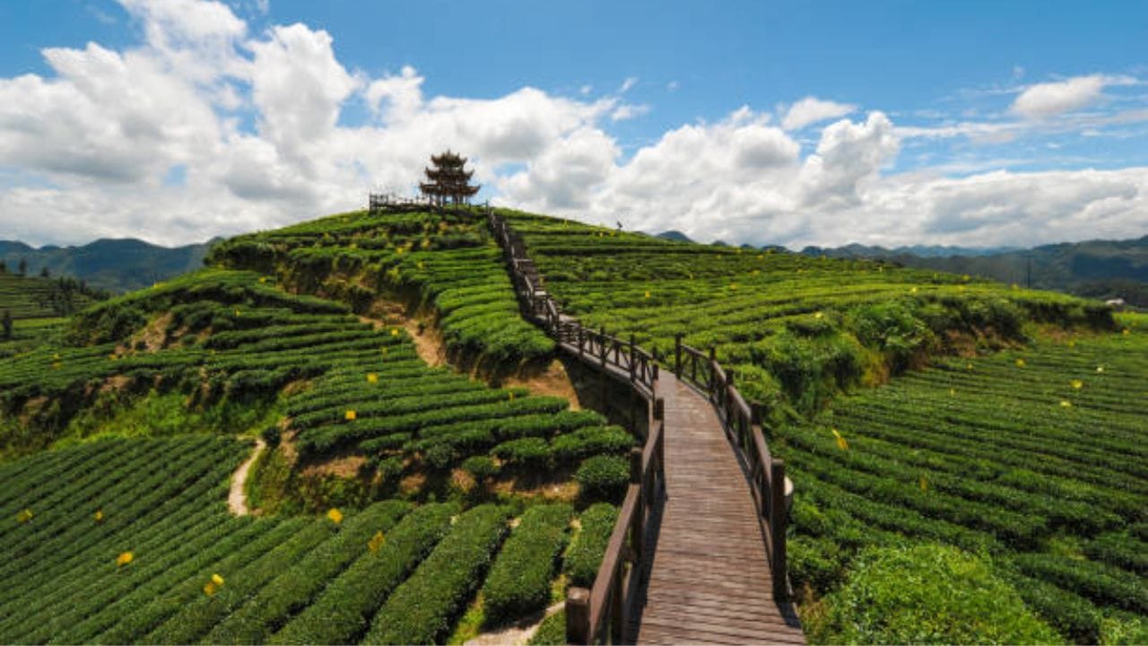 Rangaroon: হাতে দু'দিনের ছুটি, বাজেট খুব কম? যেতে পারেন রঙ্গারুনের চা ...