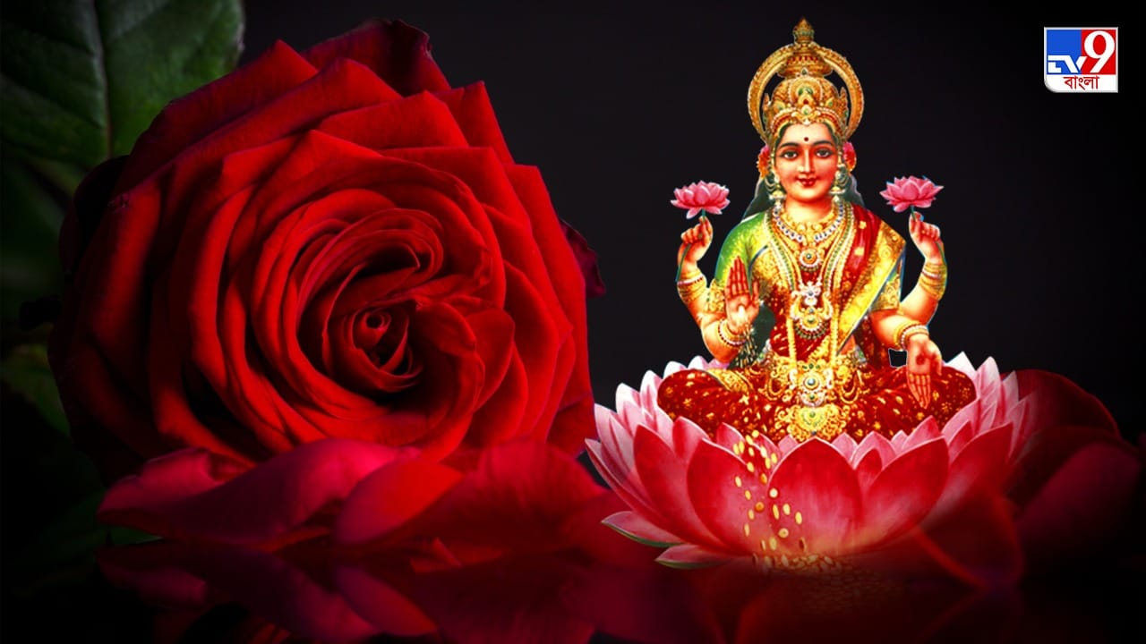 Rose Tips: সুখ-শান্তি-সাফল্যকে টেক্কা দেবে একটি মাত্র গোলাপ! কবে, কখন ও ...