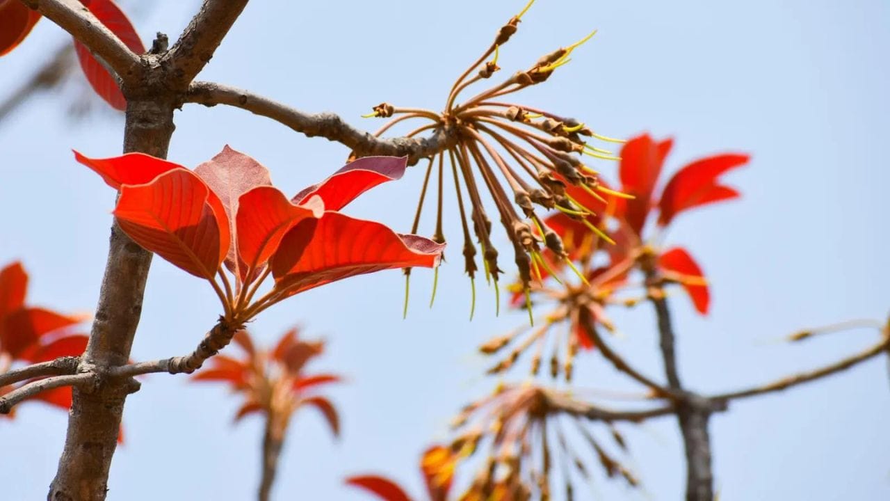 Hindu Holy Tree: বট-অশ্বত্থ শুধু নয়, সৌভাগ্য ফিরিয়ে আনতে কোন গাছ ...