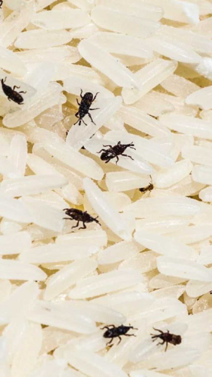 চালে পোকা ধরেছে? রইল সমাধান – TV9Bangla